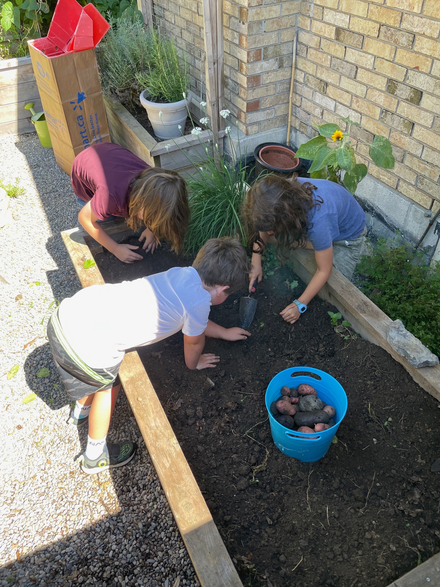 FREE Lesson Plan: Exploring a Vegetable Garden – Native Garden